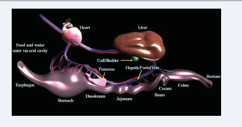 Basic Notes in the Physiology of the Gastrointestinal Tract
