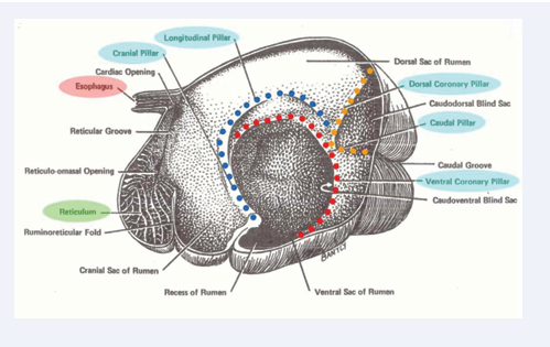 Basic Notes in the Physiology of the Gastrointestinal Tract
