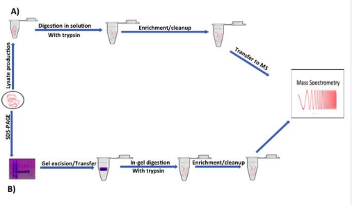 Trypsin as a Biochemical Tool for the Characterization of Ras- Related ...