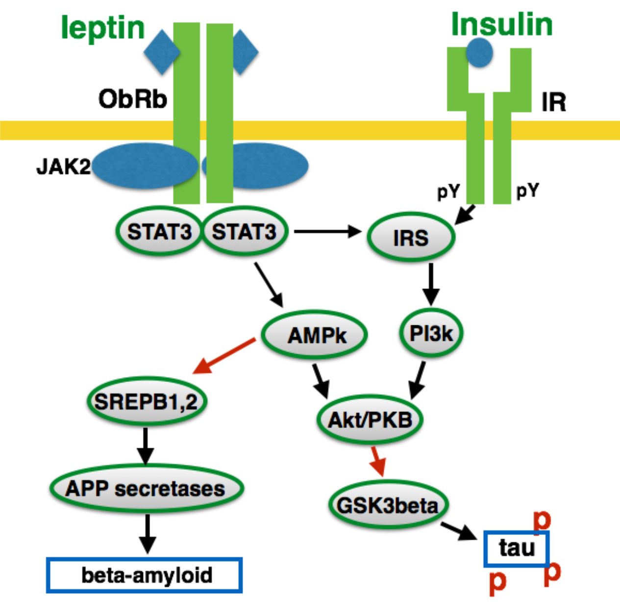 The Neurophysiological and Neuroprotective Effects of Leptin
