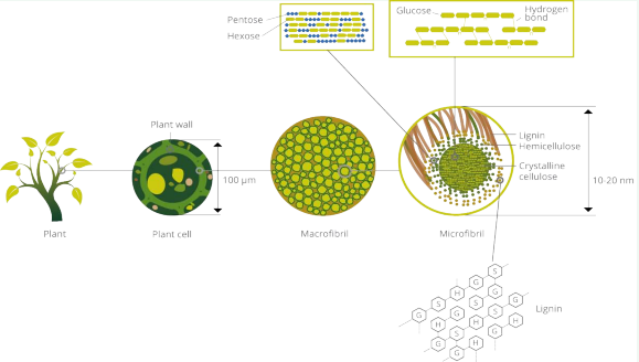 Lignocellulose to Biogas and other Products