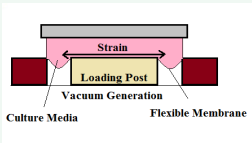 Role of Mechanical Stimulation in Stem Cell Differentiation