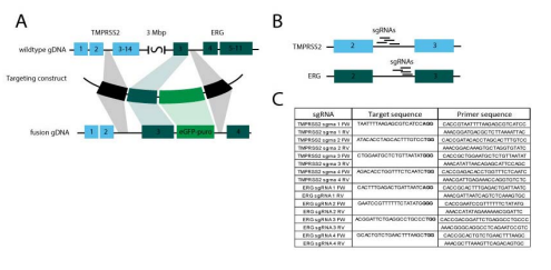 CRISPR-Induced TMPRSS2-ERG Gene Fusions in Mouse Prostate Organoids