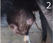 Scrotal Dermatitis due to Dermatophilus Congolensis in a Buck-A Case Report